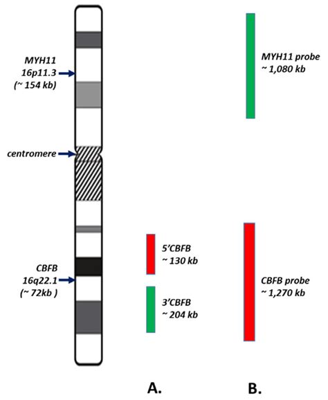 Schematic Illustration Of Cbfb Break Apart Bap And Cbfb Myh Dual Download Scientific Diagram
