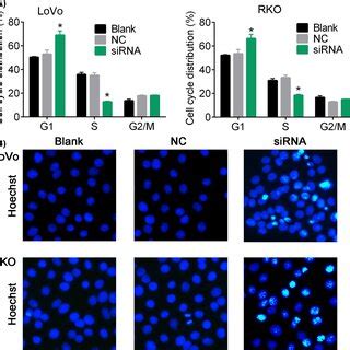 Cell Cycle Distribution And Apoptosis Analysis A Cell Cycle Analysis Download Scientific