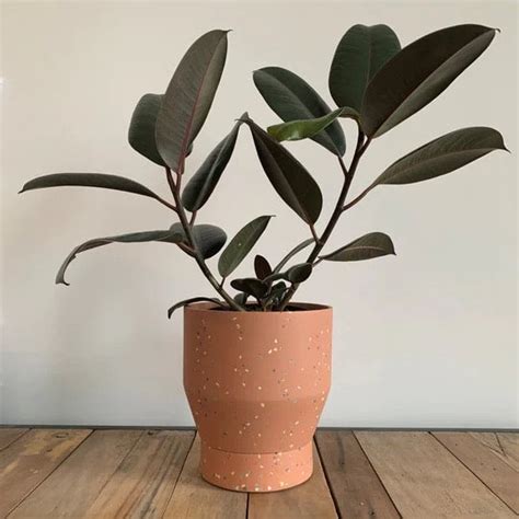 Planter Funnel Terrazo Dusty Coral Botaniful