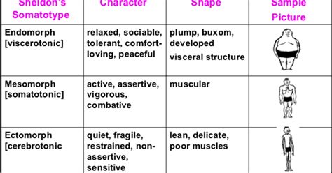 Sheldons Theory Of Personality Type Theory