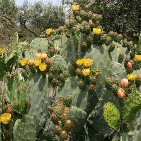Figuier De Barbarie Vente Opuntia Ficus Indica