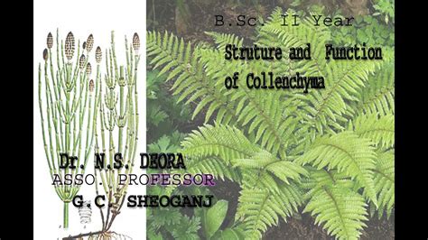 Structure Andfunction Of Collenchyma Bsc Iiyr Dr N S Deora Youtube