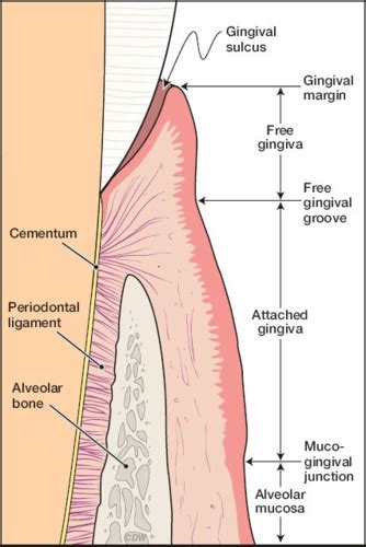 Periodontology Anatomy Flashcards Quizlet