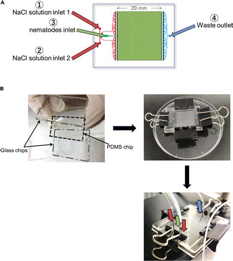 Cell Press Star Protocols