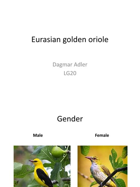 Eurasian Golden Oriole Overview Pdf Eurasia Fauna