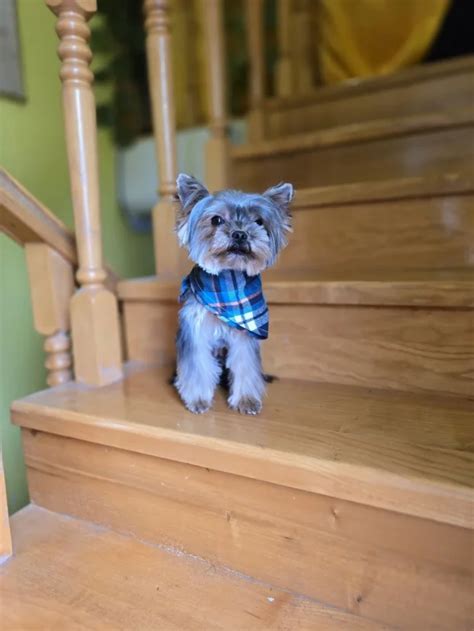 Mini Jorkširski Terijer Jorki Mužjak Kupujemprodajem