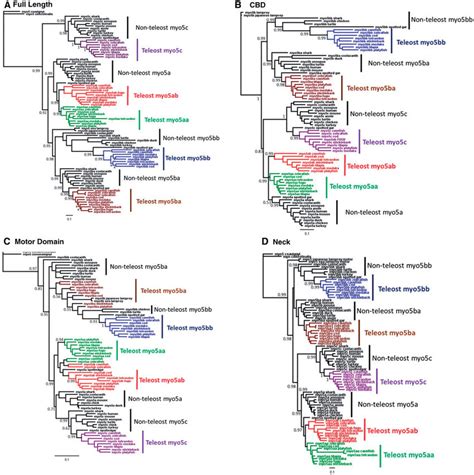 a phylogenetic tree for full length coding sequence 6 468 bp of
