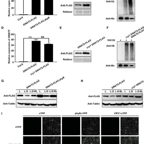 Phyb And Cry1 Promote Sinat Degradation A Sinat2 Transcript Levels