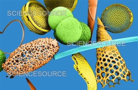 Marine Microfossils Sem Stock Image Science Source Images