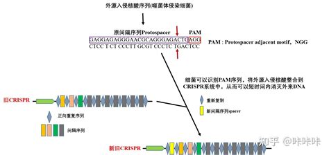 知识分享 Crispr Cas9基因编辑原理 知乎