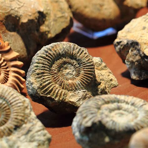 Jurassic Coast Theextramileuk