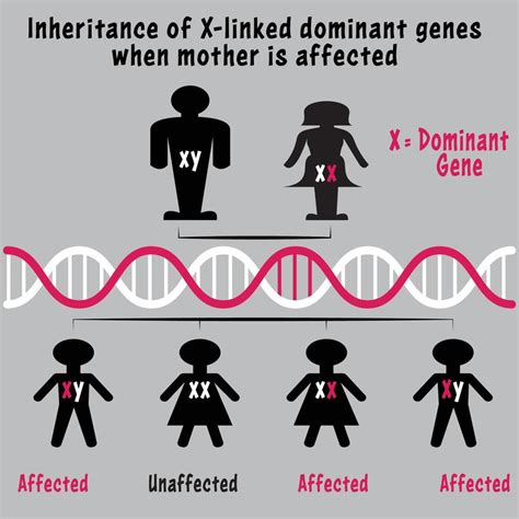 X Linked Gene X Chromosome Linked Genes In The Mature Sperm Influence