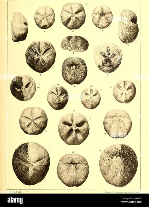 Echinoidea Of The Swedish South Polar Expedition 2—5 7 8 15 8