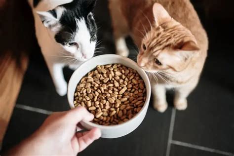 50 000 Fotos De Gatos Comiendo Descargar Imágenes Gratis En Unsplash
