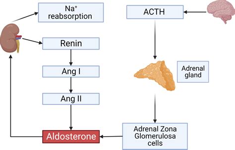 Frontiers Regulation Of The Renin Angiotensin Aldosterone 46 Off