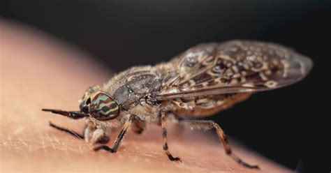 Calendeel Plus Hoe Herken Je Dazenbeten