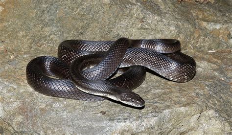 Black Rat Snake Gray Ratsnake The Canadian Encyclopedia