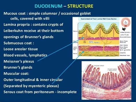 Anatomical And Functional Variations Of Duodenumppt Free Download