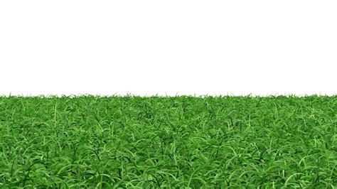 Grass Texture Rendering Images Free Download On Freepik