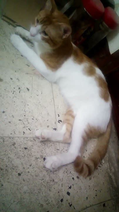 فرقع لوز Youtube