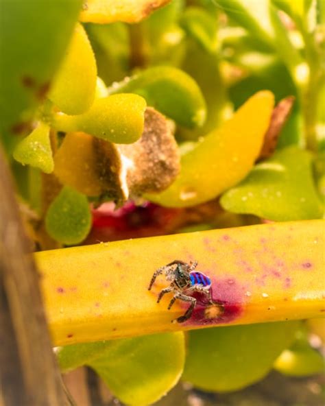 Beach Gems The Coastal Peacock Spider Capture Magazine