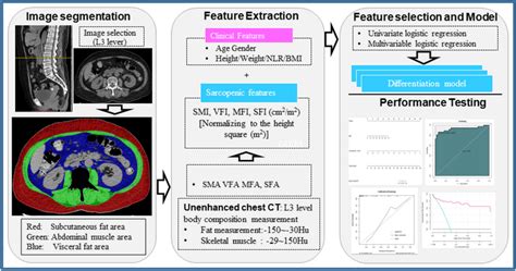 workflow for body composition measurement on the abdominal ct images