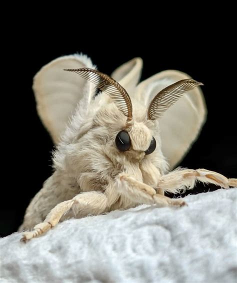 Venezuelan Poodle Moth Close Up Of A White Moth Insect Photography