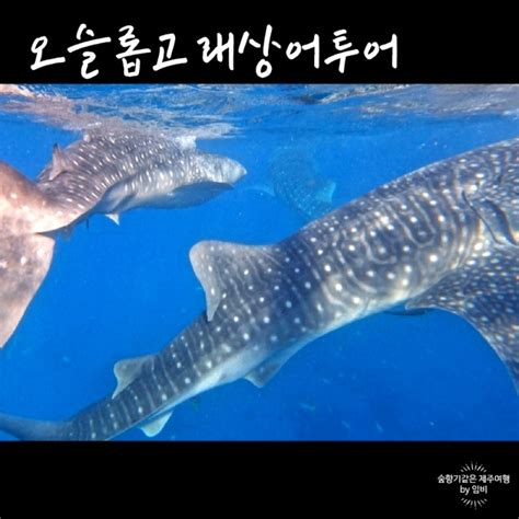 세부여행 추천 세부 오슬롭 고래상어 투어 가격 및 다이빙팁 네이버 블로그