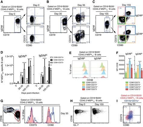 Figures And Data In Plasmodium Specific Atypical Memory B Cells Are Short Lived Activated B