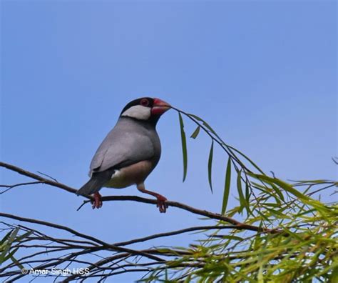 Java Sparrow Nesting Material Bird Ecology Study Group