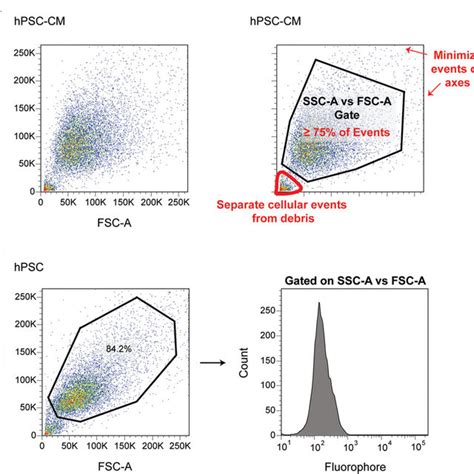 Acquisition And Gating Strategies A Forward Fsc A And Side Scatter