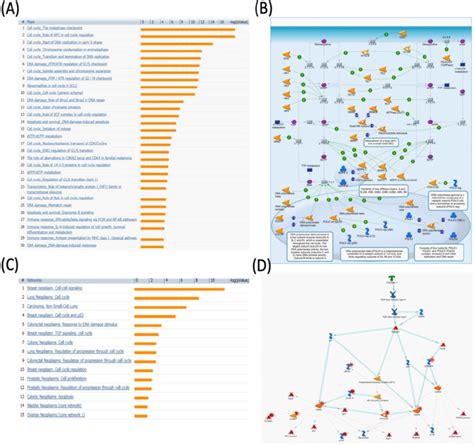 Metacore Pathway Analysis Of Pituitary Tumor Transforming Gene 3 Download Scientific Diagram