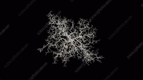 Fractal Growth Pattern Stock Video Clip K0051324 Science Photo Library