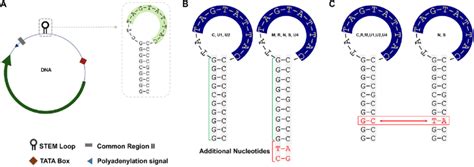 Structure Of A Nanovirus DNA Segment And Variations In The Stem Loop Download Scientific