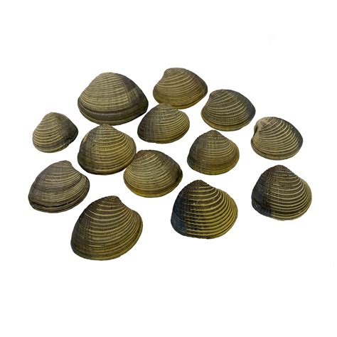 Almeja Chirla El Pescado Feliz