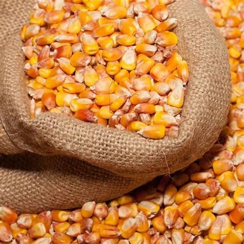 Agricultural Product Bulk Grain Yellow Dry Corn Kernal Dried Maize Dry