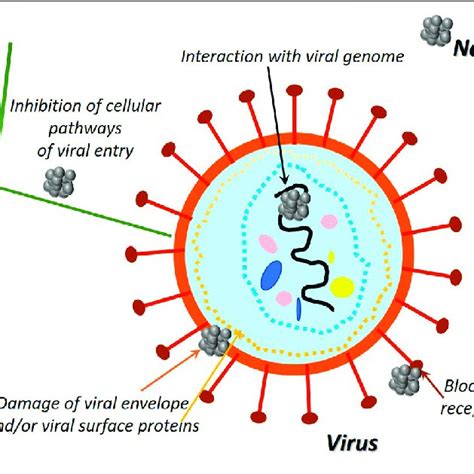 Picture Of Enveloped And Nonenveloped Virus Structure And Of Download Scientific Diagram