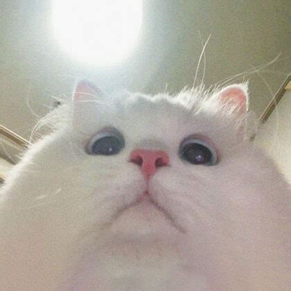 50 Funny Cat Pfps To Make Your Profile Stand Out In 2026 Amj