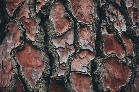Common North American Pine Trees Caledonia Forest