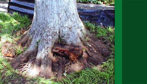 Root Collar Excavation For Planting Mulching In Mississauaga