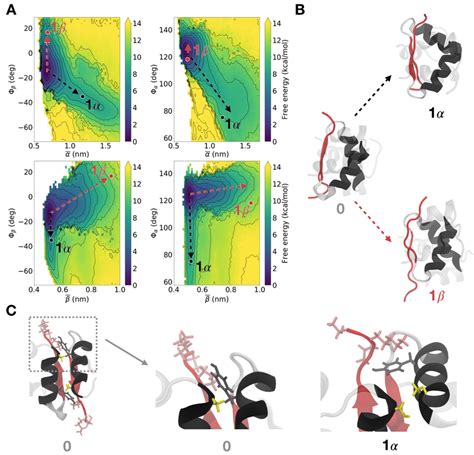The Monomers Rotate Relative To Each Other During Dissociation A