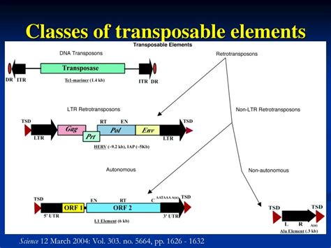 Ppt ‘mobile Dna Transposable Elements Powerpoint Presentation Free Download Id 3283173