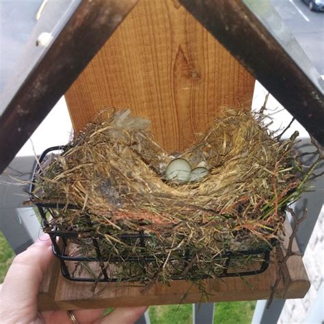 Nestwatchers Document Rare Use Of Nest Boxes By House Finches Nestwatch