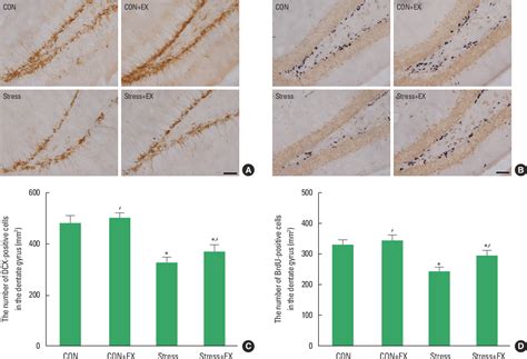 Figure 2 From Exercise Before Pregnancy Exerts Protective Effect On Prenatal Stress Induced