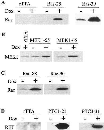 Doxycycline Inducible Expression Of Constitutively Activated Oncogene