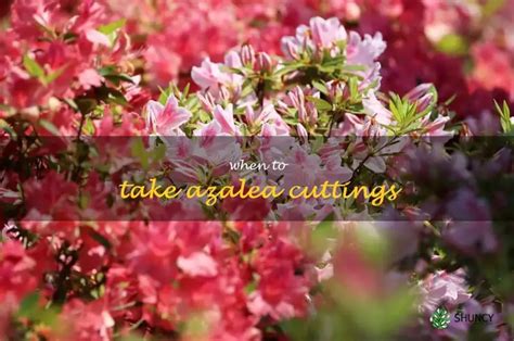 The Right Time To Take Azalea Cuttings A Step By Step Guide ShunCy