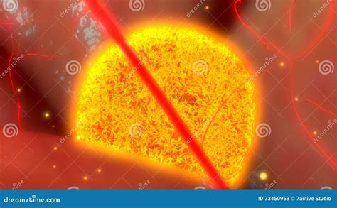 Ovarian Follicles Stock Illustration Illustration Of Secondary 73450953