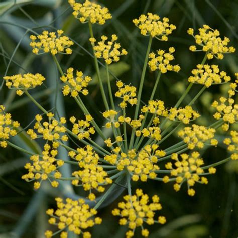 Organic Sweet Fennel Seeds Foeniculum Vulgare Var Dulce 75 Seeds