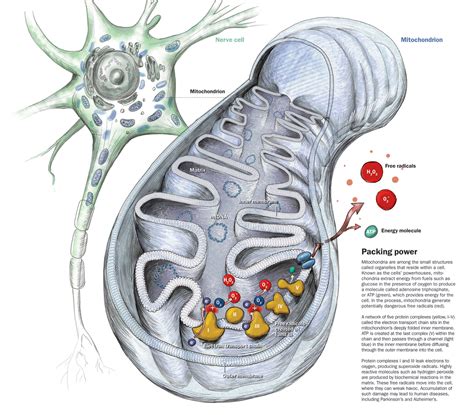 Mitochondrial Function Meddic