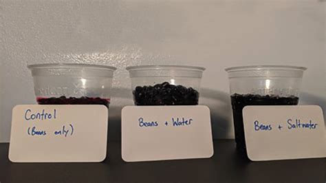 How To Teach Osmosis Possibilityobligation5